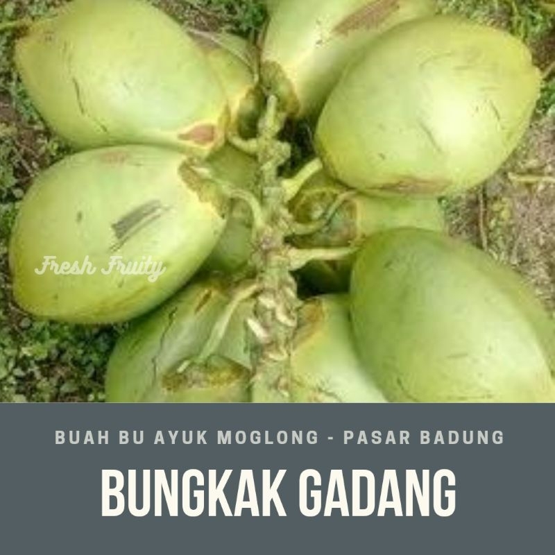 Jual bungkak gadang atau kelapa hijau/pcs | Shopee Indonesia