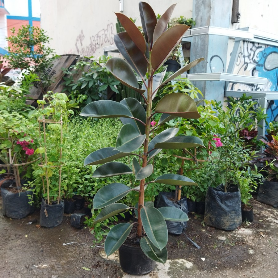 Jual Tanaman rubber plant/ karet kebo | Shopee Indonesia