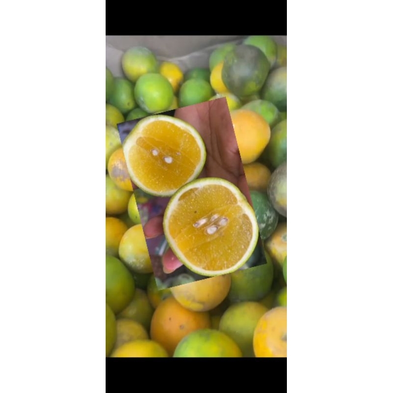 Jual jeruk baby java asli malang super manis per 1 kg | Shopee Indonesia