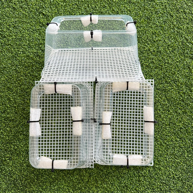 Jual breeding box ikan Guppy, Molly, cupang, dan ikan lain | Shopee ...