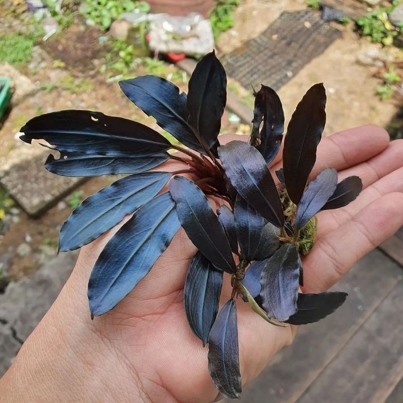 Jual bucephalandra blue (pcs) | Shopee Indonesia