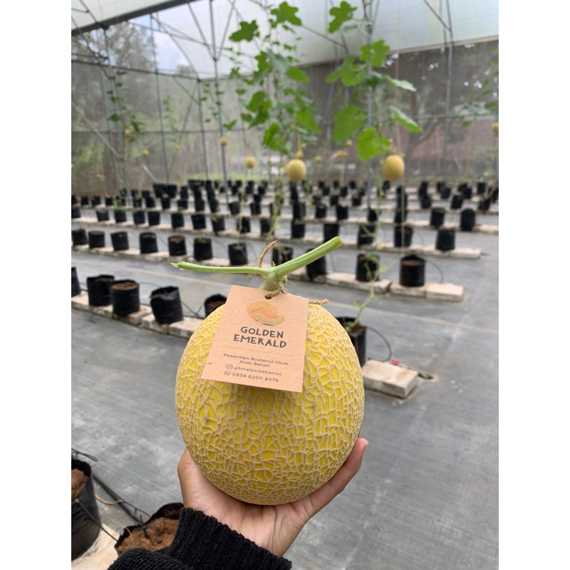 Jual Melon Inthanon (Golden emerald melon sultan) | Shopee Indonesia
