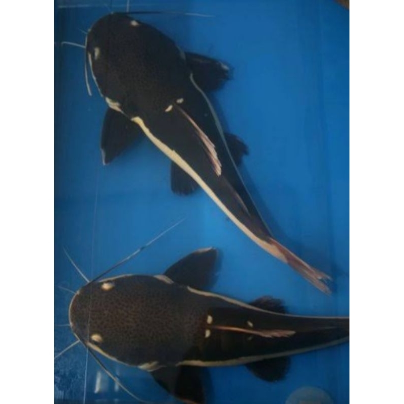 Jual Ikan Red Tail Catfish Besar (RTC) | Shopee Indonesia