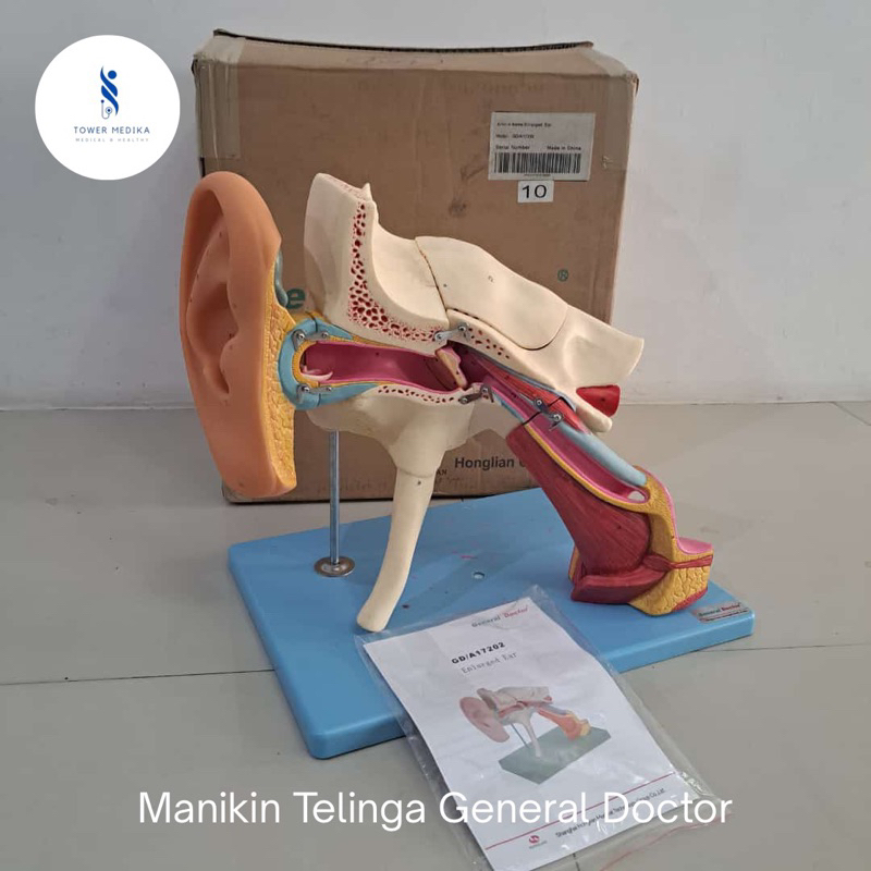 Jual Phantom Manikin Telinga General Doctor / Manekin Telinga GD ...