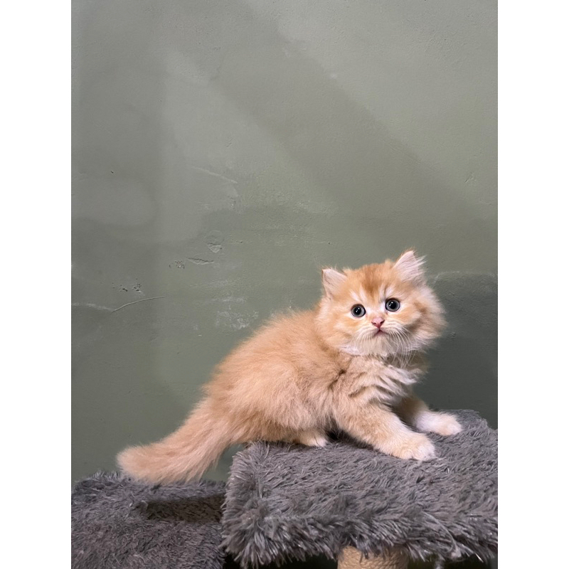 Jual PERSIA MIXBREED BSH GOLDEN FEMALE | Shopee Indonesia