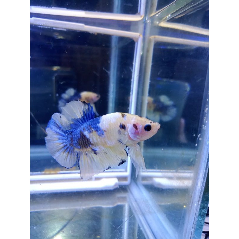 Jual CUPANG PLAKAT YELLOW NEMO | Shopee Indonesia