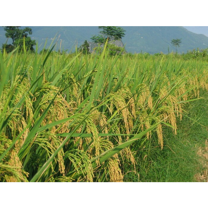 Jual Biji Padi Unggul Sertani 13 Bibit Unggul 5KG | Shopee Indonesia