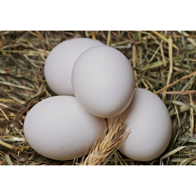 Jual TELUR AYAM KAMPUNG OMEGA ISI 5 BUTIR | Shopee Indonesia