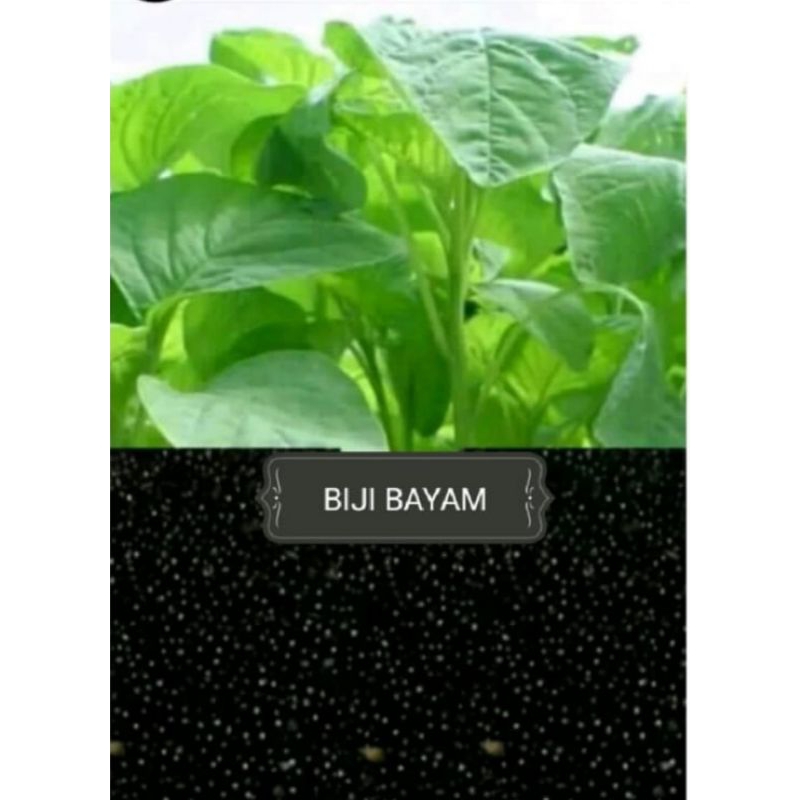 Jual BIJI/ BENIH Bayam Cabut 1kg Berkualitas | Shopee Indonesia