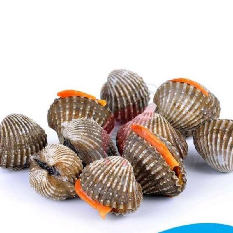 Jual kerang dara kupas / kerang hijau kupas / kerang hijau segar ...