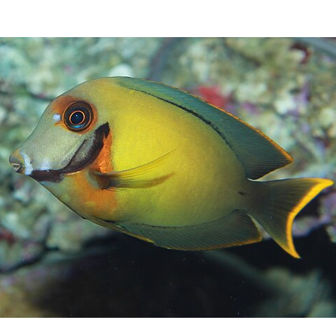 Jual Ikan Botana Model / Chocolate Tang / Air Laut / Tankmate Nemo ...