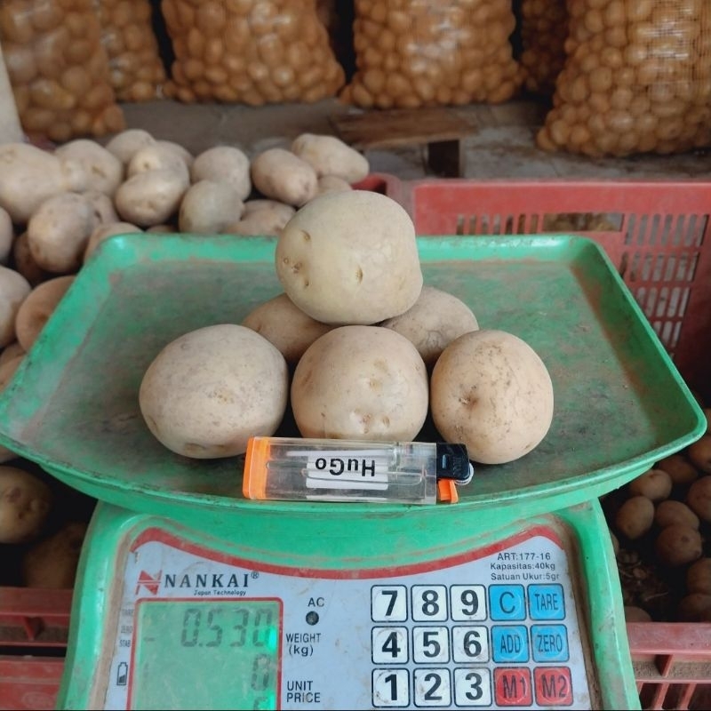 Jual kentang dieng kuning asli berkualitas super ukuran sedang pl isi 6 ...