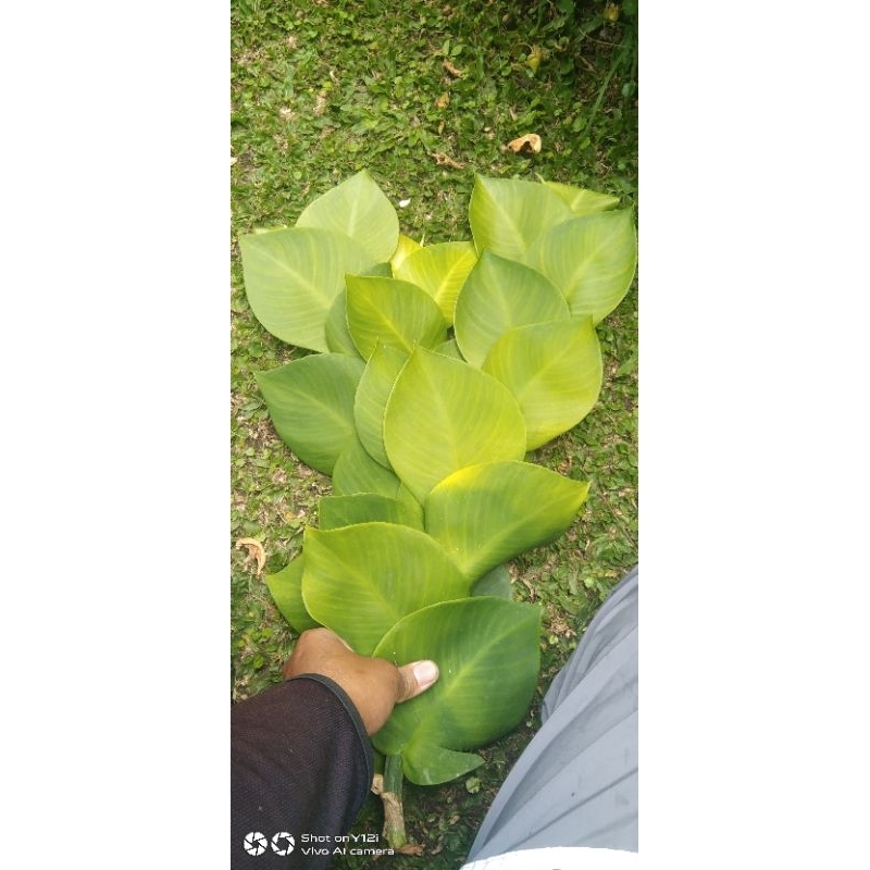 Jual Tanaman dolar daun besar/Tanaman merambat hidup | Shopee Indonesia