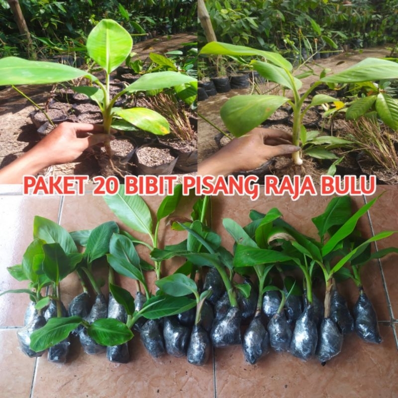 Jual PAKET HEMAT 20 BIBIT PISANG RAJA BULU SIAP TANAM | Shopee Indonesia