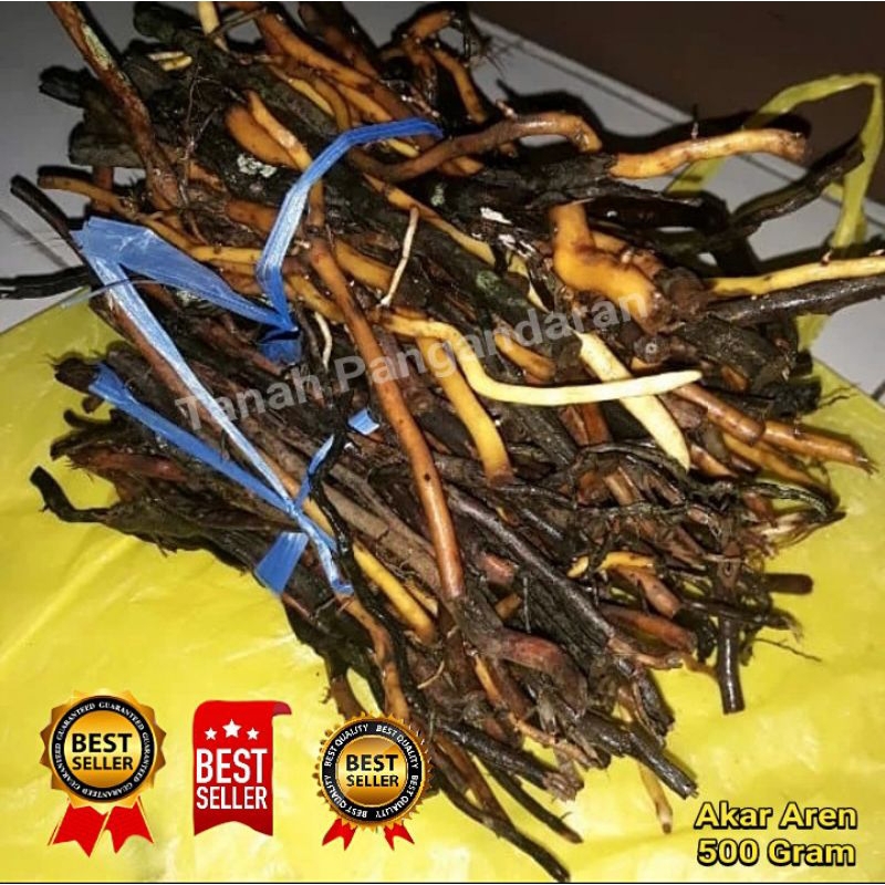 Jual Akar Aren Fresh 500 gram Super Unggul Pilihan | Shopee Indonesia