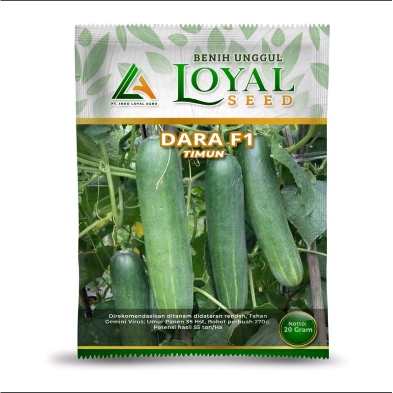 Jual BENIH TIMUN DARA F1 / BIBIT TIMUN DARA F1 CAP LOYAL SEED KEMASAN ...