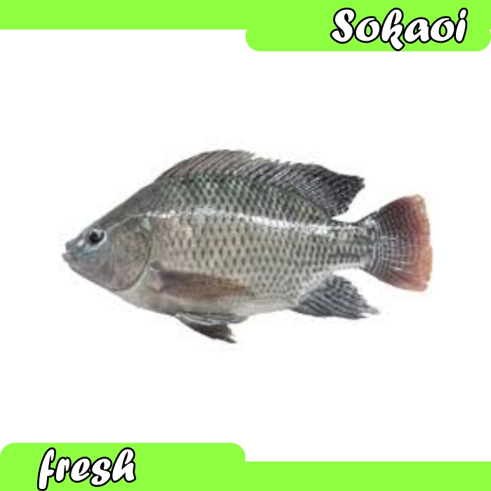 Jual IKAN NILA SEGAR 1 KG | Shopee Indonesia