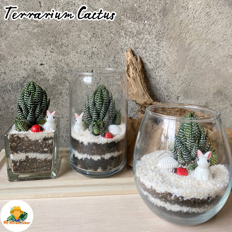 Jual DIY kaktus premium hiasan meja tanaman hidup | Shopee Indonesia