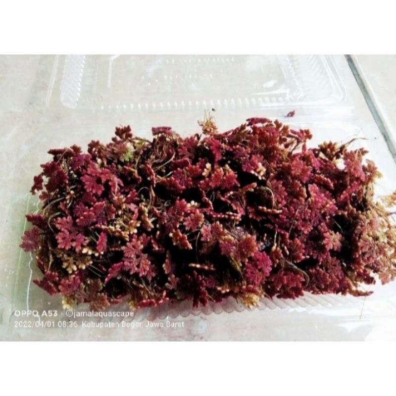 Jual Red Azolla Tanaman Apung Aquascape | Shopee Indonesia
