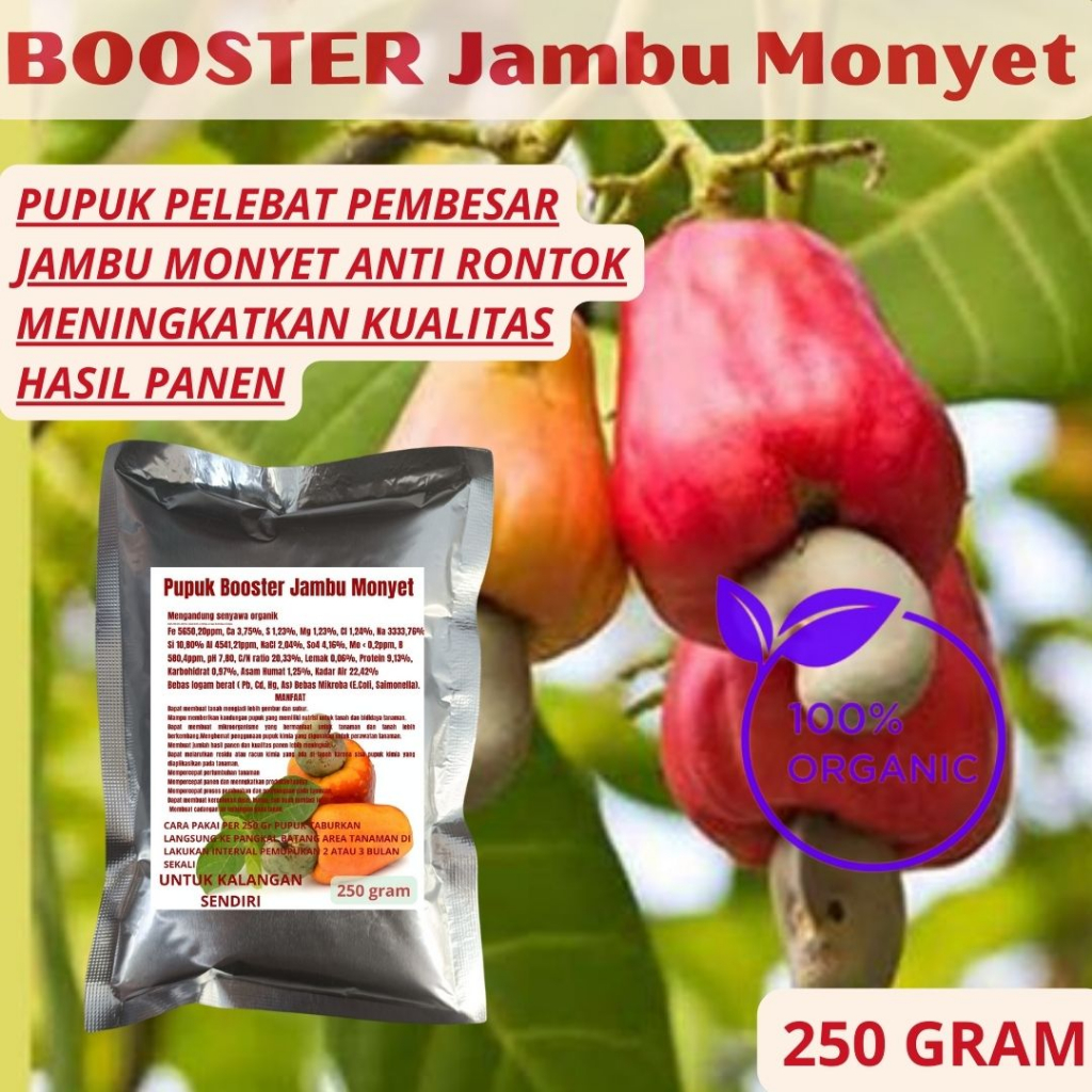 Jual Pupuk organik booster perangsang dan pelebat buah jambu monyet agar cepat berbuah tidak ...