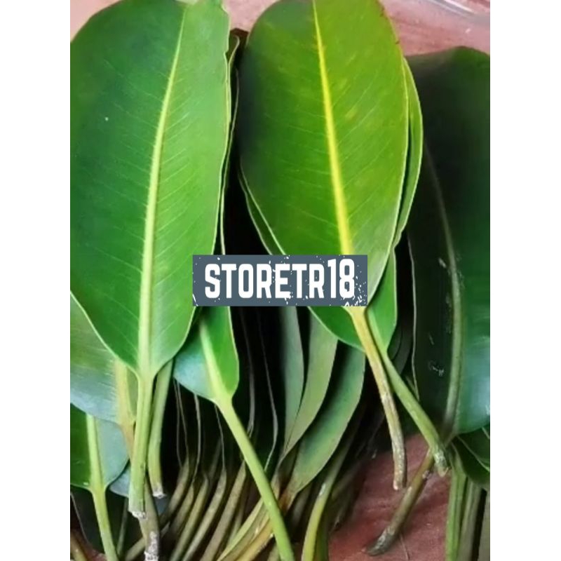 Jual Daun Karet Kebo Segar Per 500 Gram Petik Langsung | Shopee Indonesia