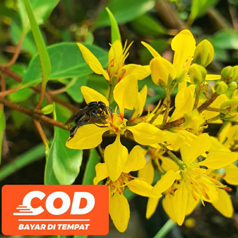 Jual Bunga Hujan Mas Golden Shower untuk vegetasi Klanceng dan tanaman ...