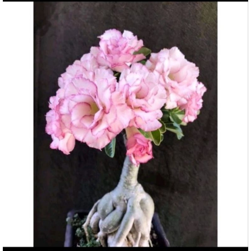 Jual PROMO 10.10!!TANAMAN HIAS ADENIUM KAMBOJA JEPANG BUNGA TUMPUK ...