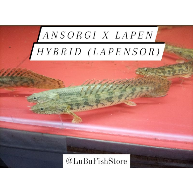 Jual Aksesoris Aquarium Palmas Lapensor Hybrid (Ansorgi x Lapen [Palmas ...