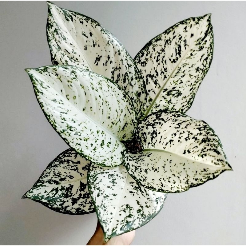 Jual Aglonema Siam Paragon Tanaman Hias Aglonema Aglaonema Siam Paragon ...