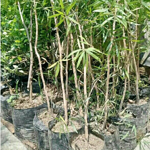 Jual Tanaman Kayu Putih 1 meter anti nyamuk | Shopee Indonesia