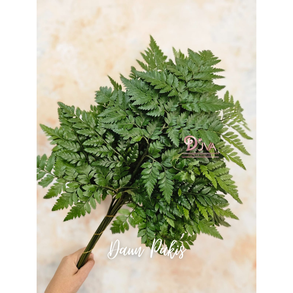 Jual Daun Pakis Local Bunga Segar Dekorasi Daun Hias | Shopee Indonesia