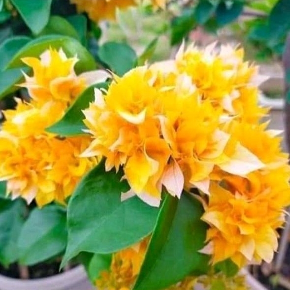 Jual Bougenville Aussy Gold Bugenvil Hawai Aussy Gold Shopee Indonesia