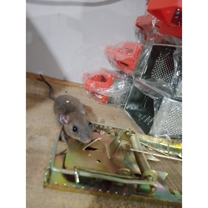 Jual JEBAKAN TIKUS / JEPRETAN TIKUS/ BENCET TIKUS / PENJEPIT TIKUS ...