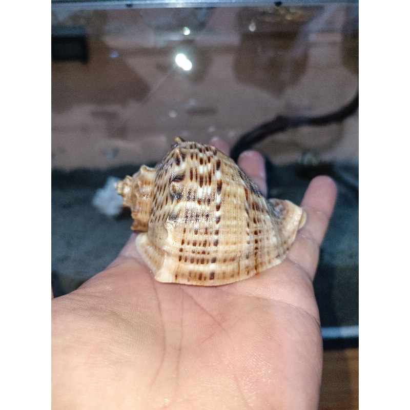 Jual cangkang Rapana Venosa | Shopee Indonesia