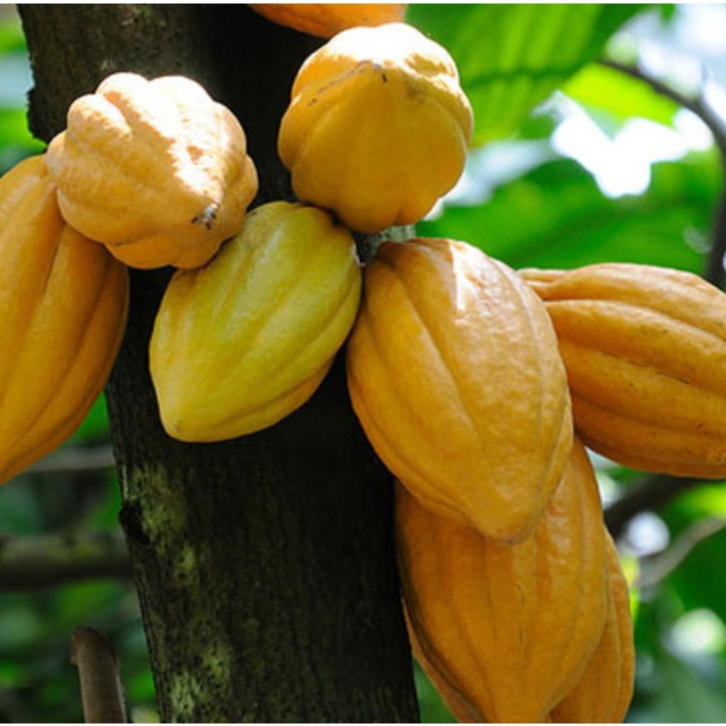 Jual BUAH KAKAO 1 KG | KAKAO SEGAR | BUAH COKLAT FRESH | MATANG | PETIK ...