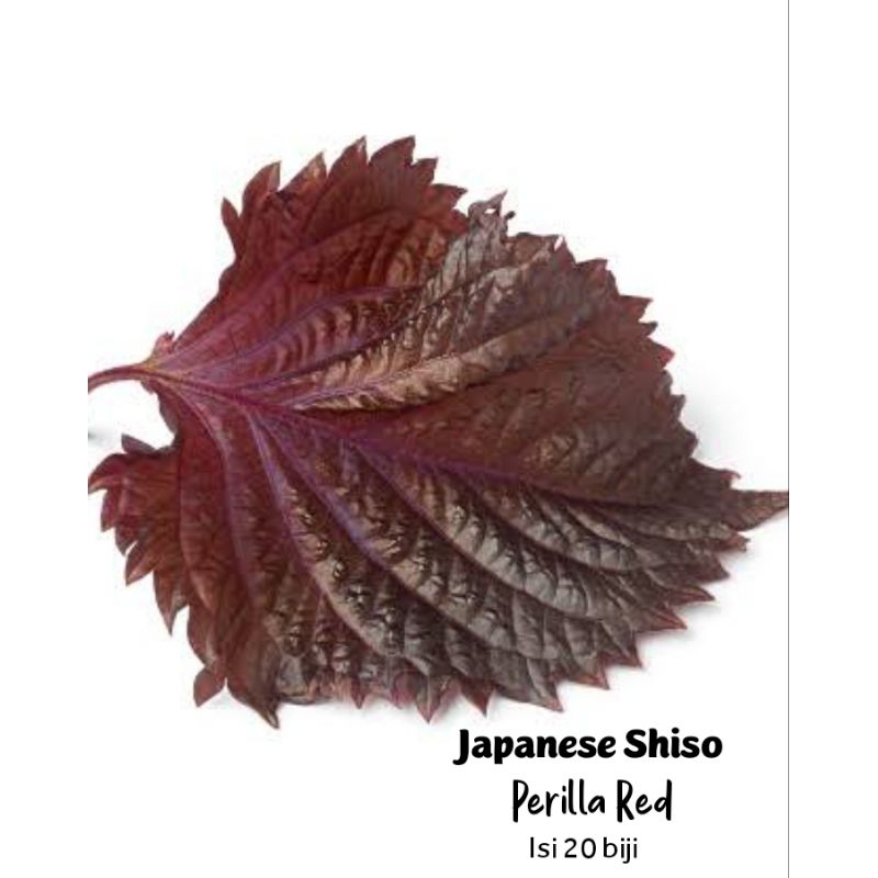 Jual Shiso perilla red japanese benih biji | Shopee Indonesia