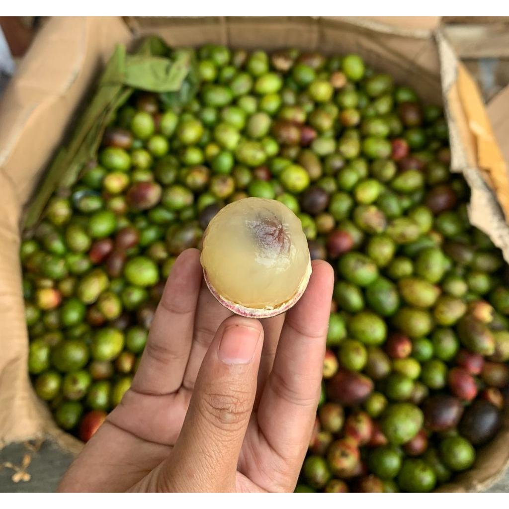 Jual Paket 10 Benih/Biji Buah Matoa (Pometia pinnata) | Shopee Indonesia