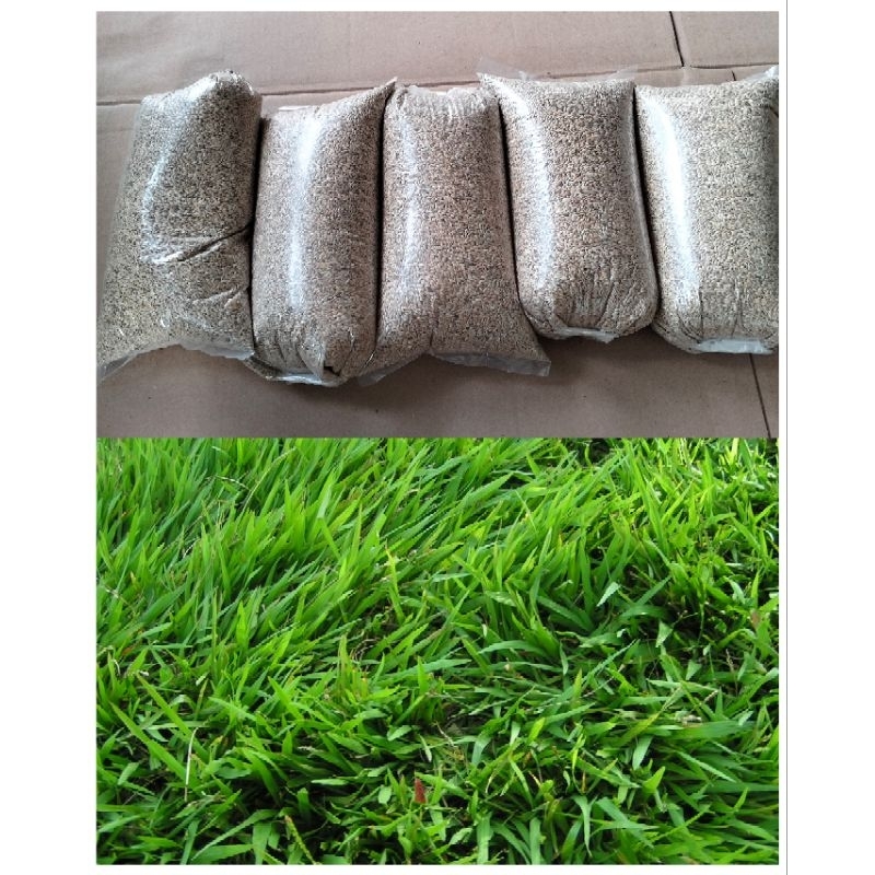 Jual peromo!!!benih rumput jepang 1kg | Shopee Indonesia