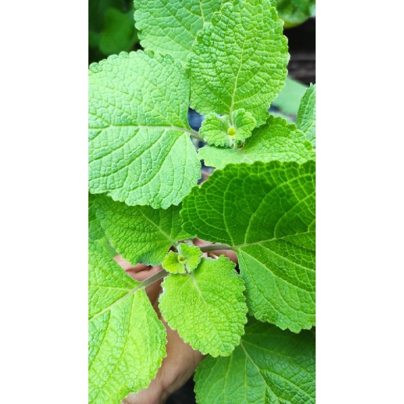 Jual daun torbangun segar herbal organik/bangun bangun pelancar asi ...