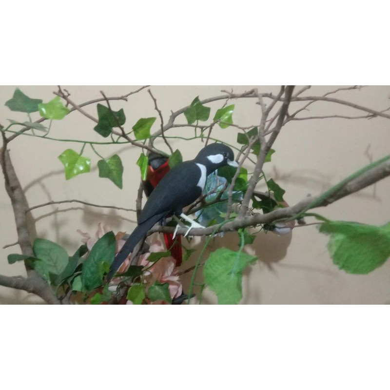 Jual jontrot burung raja perling | Shopee Indonesia