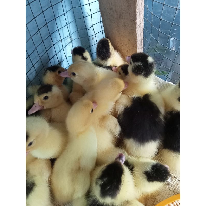 Jual bibit bebek entok atau DOD entok usia 3-7 hari | Shopee Indonesia