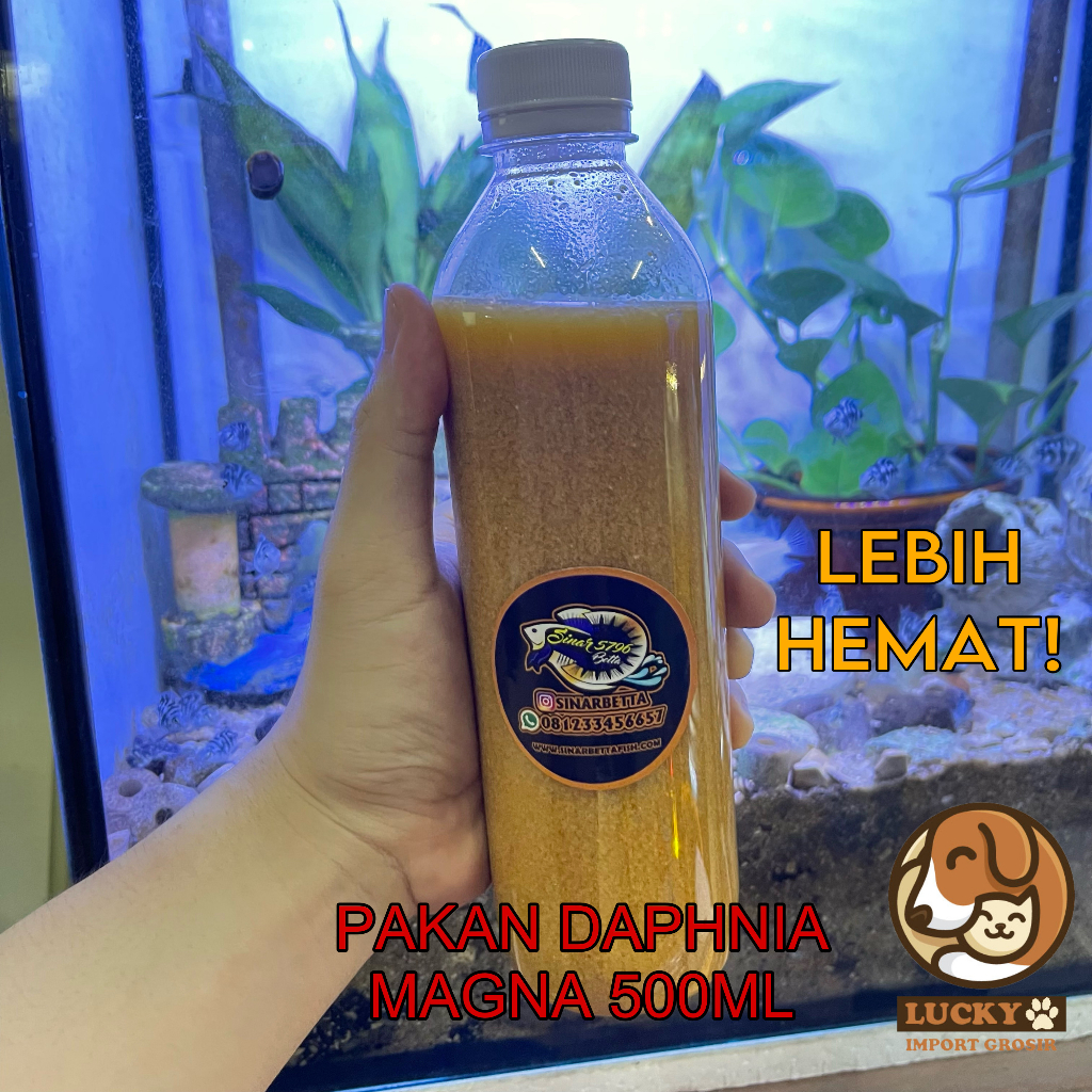 Jual Kutu Air Raksasa Daphnia Magna Starter Pakan Ikan Hias Cupang ...