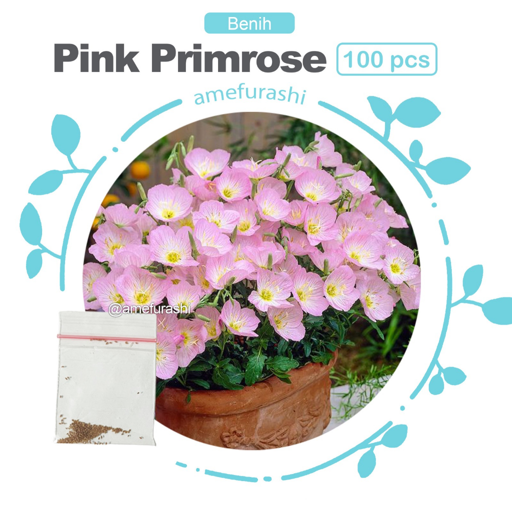 Jual Amefurashi 10 Benih Biji Bibit Bunga Peony Mix Paeonia Lactiflora ...