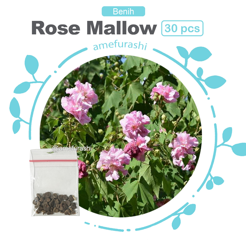 Jual Amefurashi 10 Benih Biji Bibit Bunga Peony Mix Paeonia Lactiflora ...