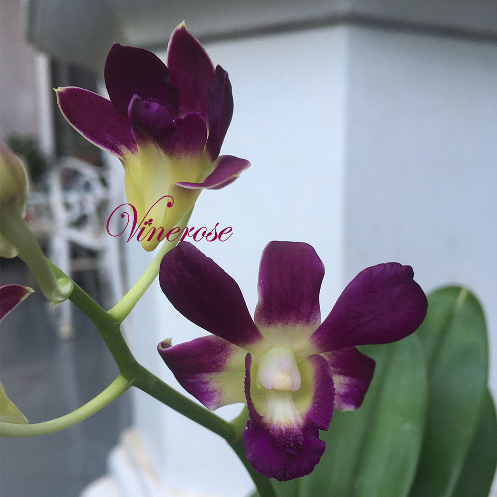 Jual Anggrek Bulat Orchid Dendrobium Burana Sunshine | Shopee Indonesia
