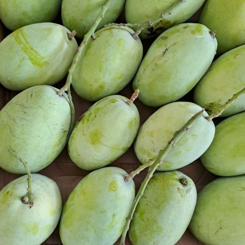 Jual Mangga Cengkir / Mangga Dermayu / Mangga Indramayu Mengkal ...