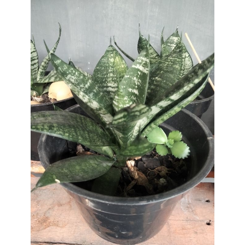 Jual Sansivera | Shopee Indonesia