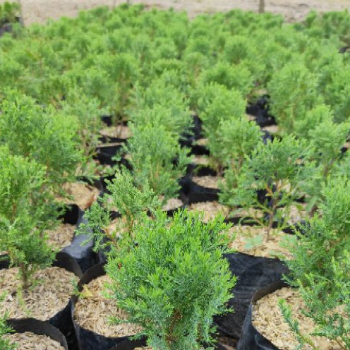 Jual Tanaman Hias Cemara Angin (Casuarina Junghuhniana ) -Cemara ...
