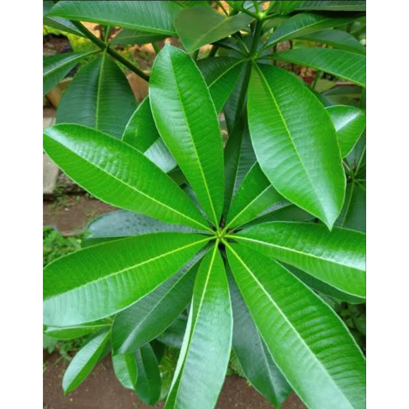 Jual Daun Pule Segar 20 Lembar | Shopee Indonesia