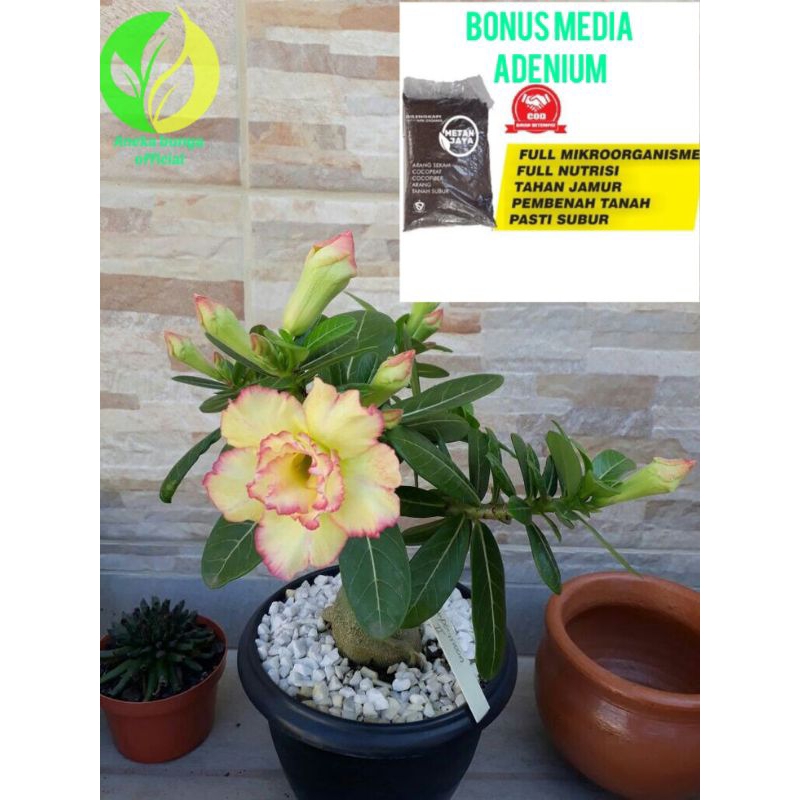 Jual ( Adenium tumpuk + media tanam ) bunga adenium tumpuk yellow pink ...